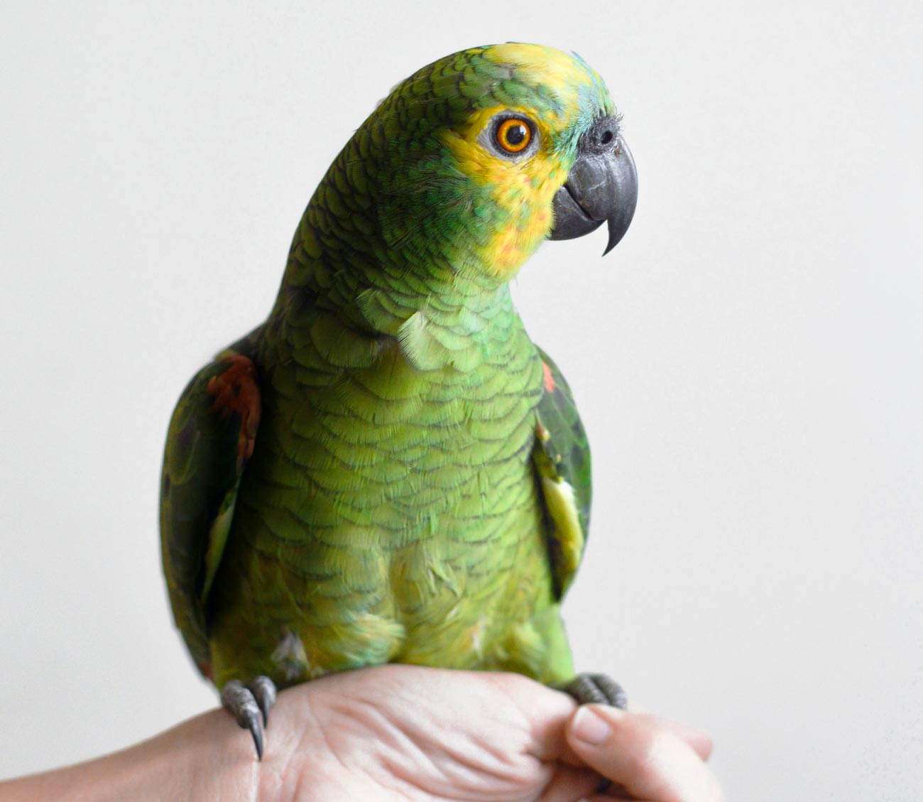 Understanding our parrot friends better – Doggy Hug